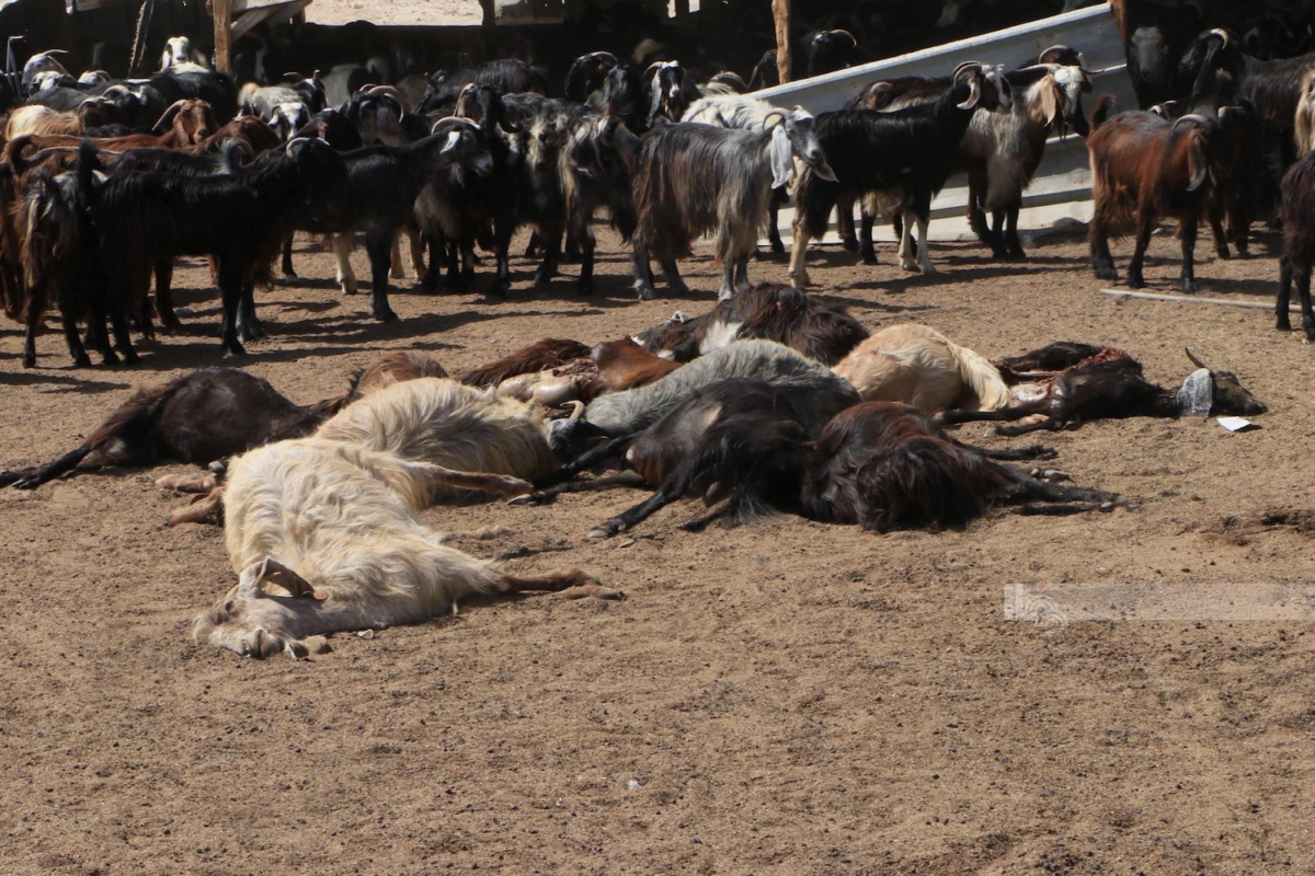 När varje bild är ett vittnesmål - Följeslagarprogrammet